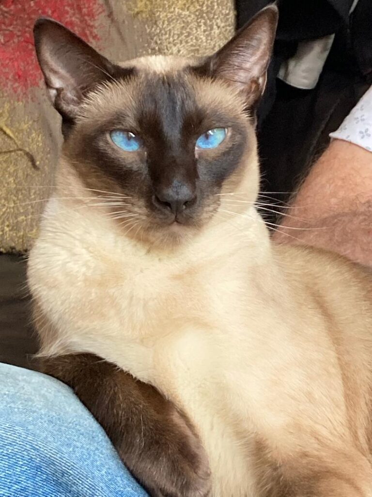 Midshires Welfare Rescue – Encouraging the welfare of siamese cats
